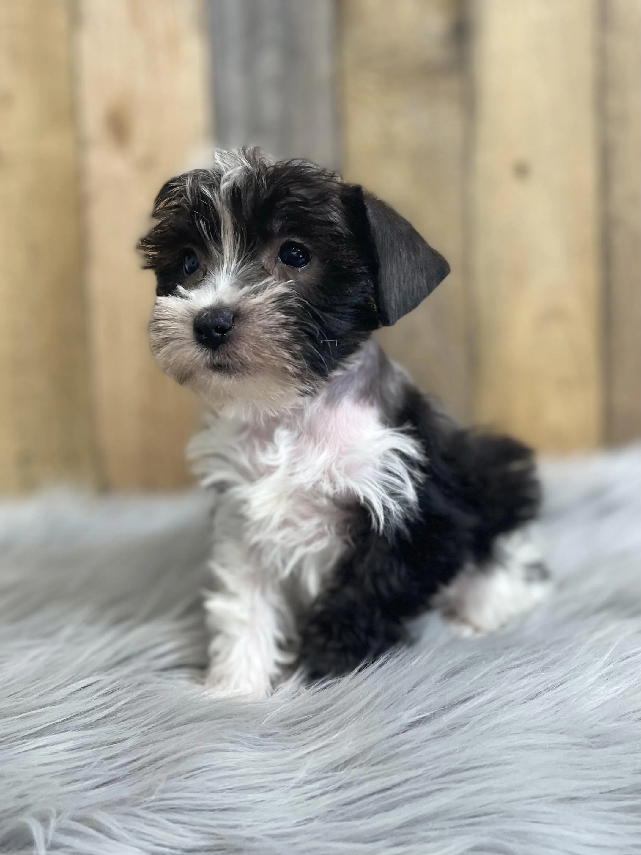 Available Miniature Schnauzers — Des Moines River Kennel