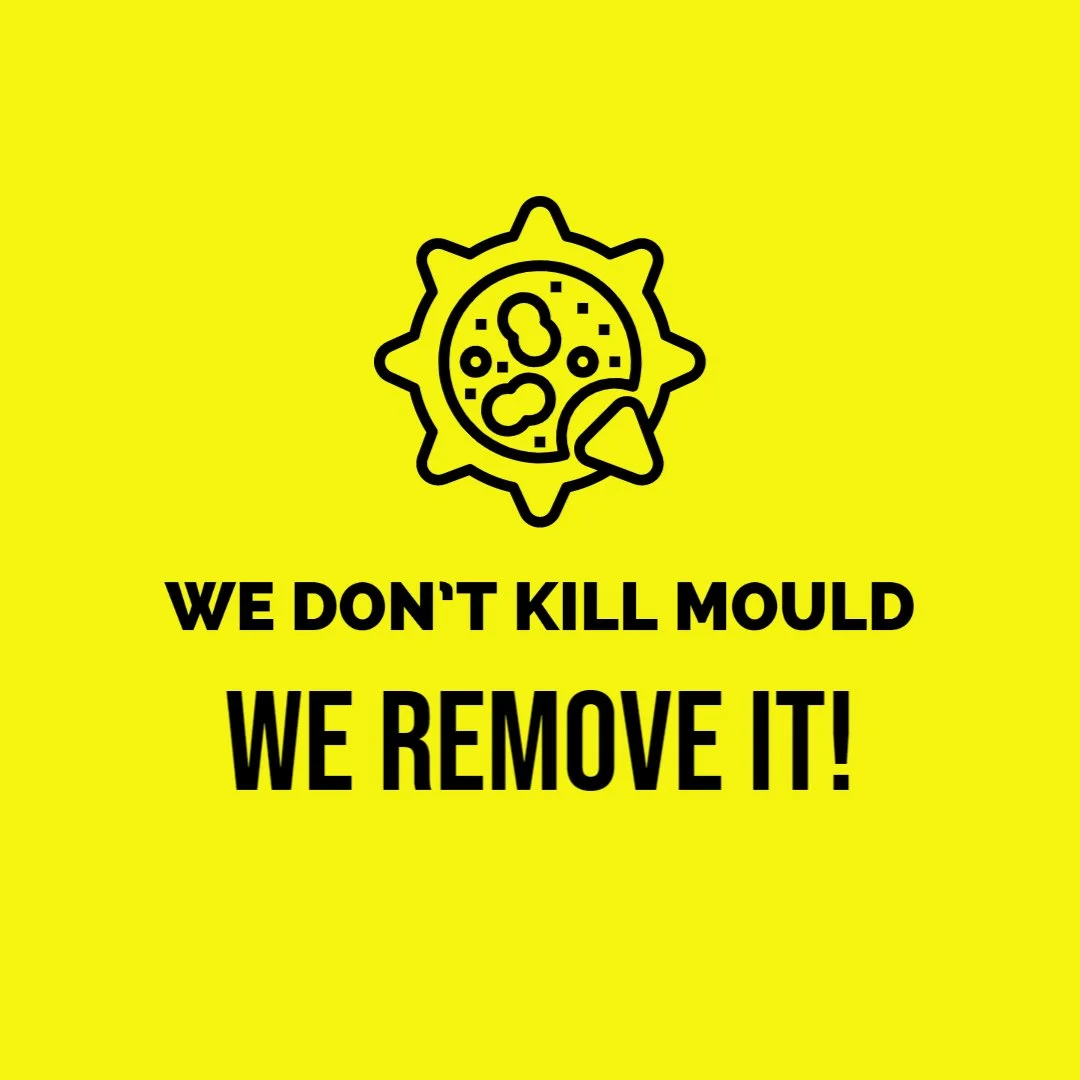 Mould Removal and Remediation — Mould Focus