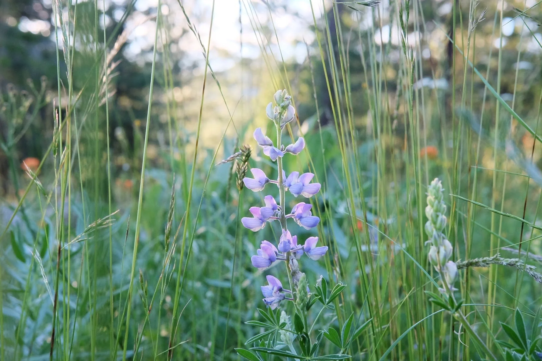 Native Wildflower Meadow Seed Mix — Wild Spaces Land Care