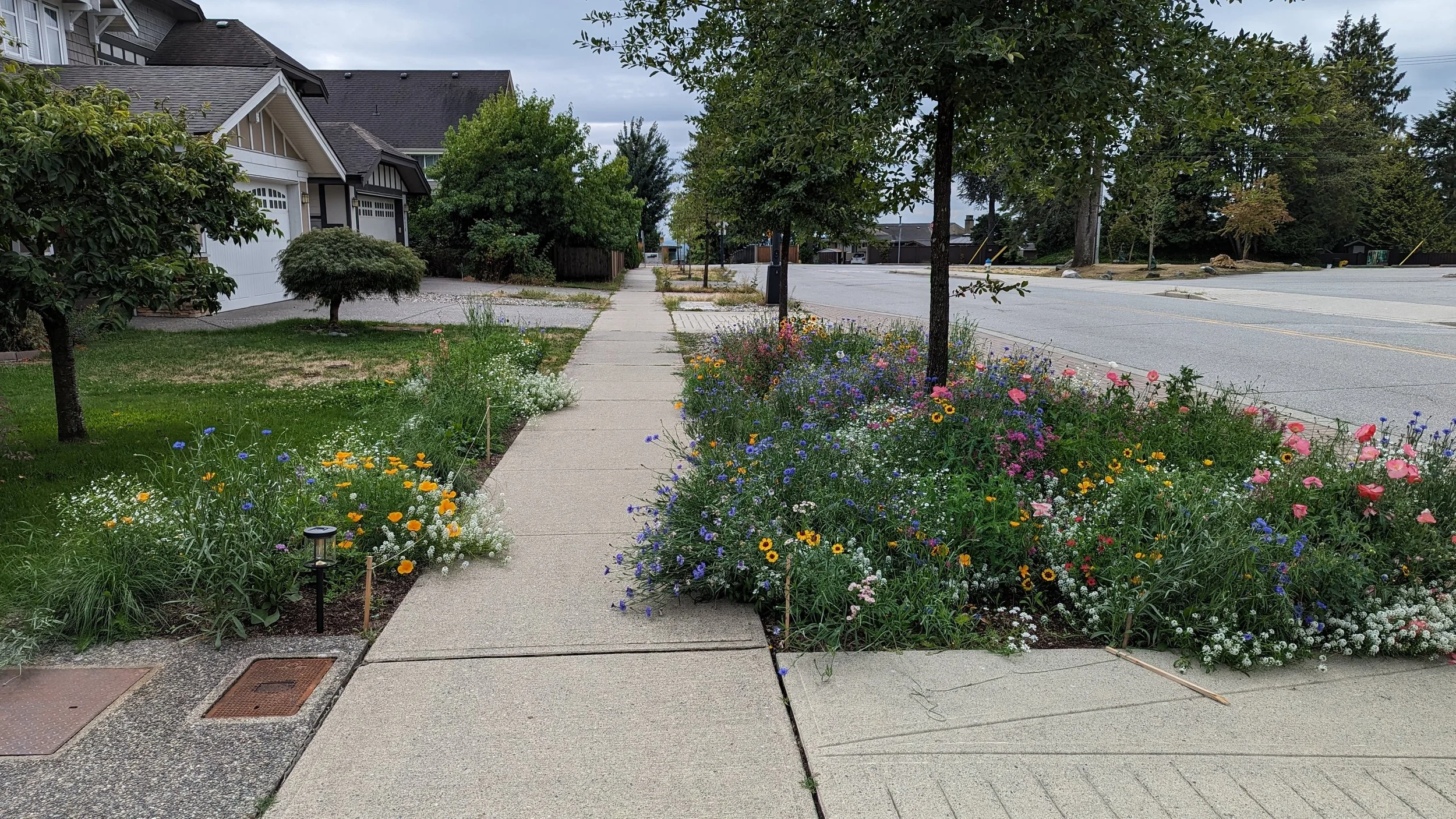 Native Wildflower Meadows - Vancouver, BC — Wild Spaces Land Care