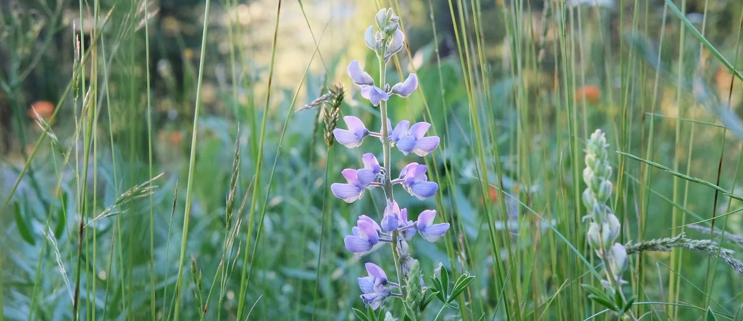 How to Plant a Wildflower Meadow: A Step-by-Step Guide — Wild Spaces ...