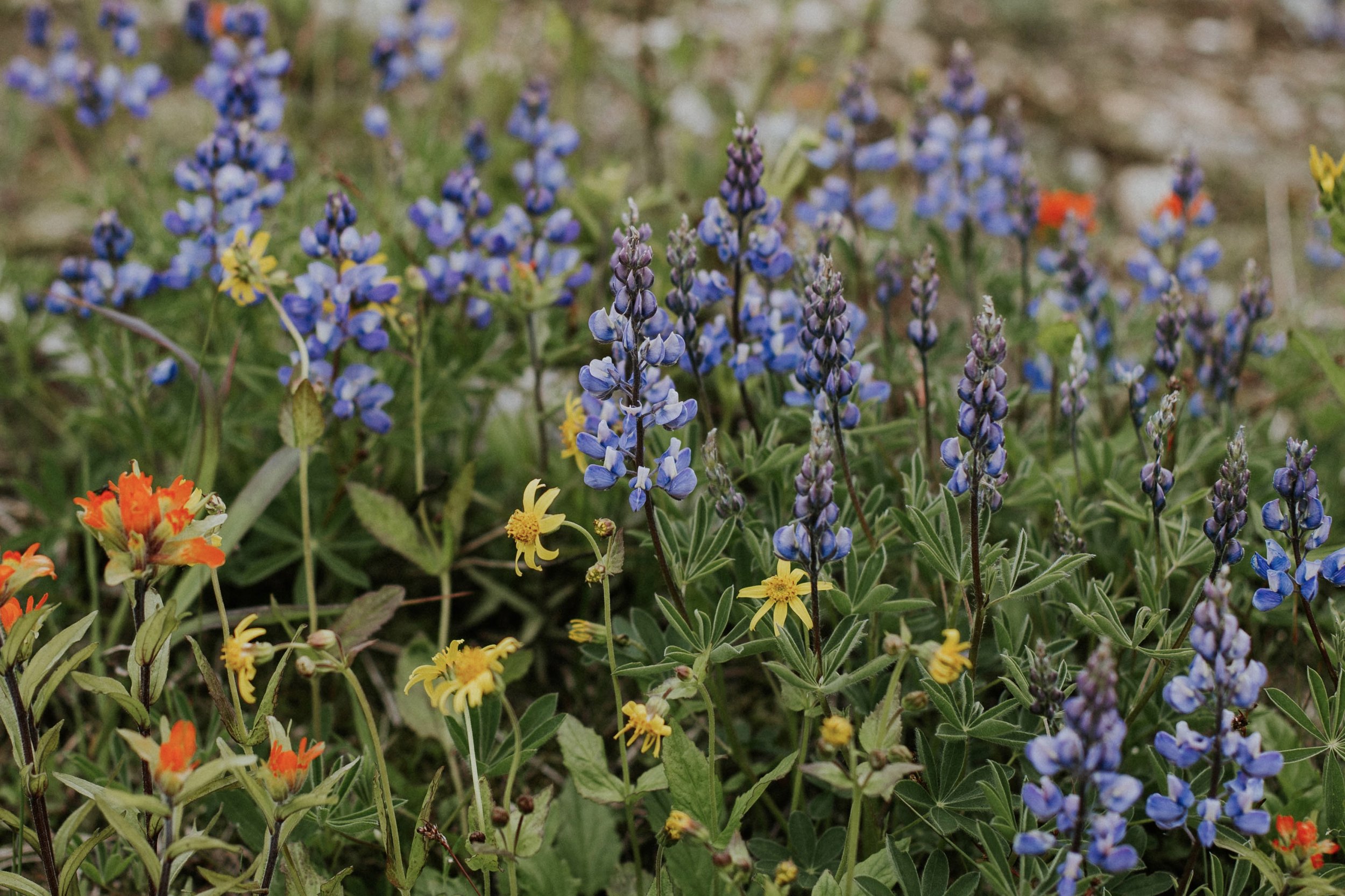 Native Wildflower Meadows - Vancouver, BC — Wild Spaces Land Care