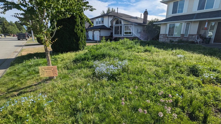 Native Wildflower Meadows - Vancouver, BC — Wild Spaces Land Care