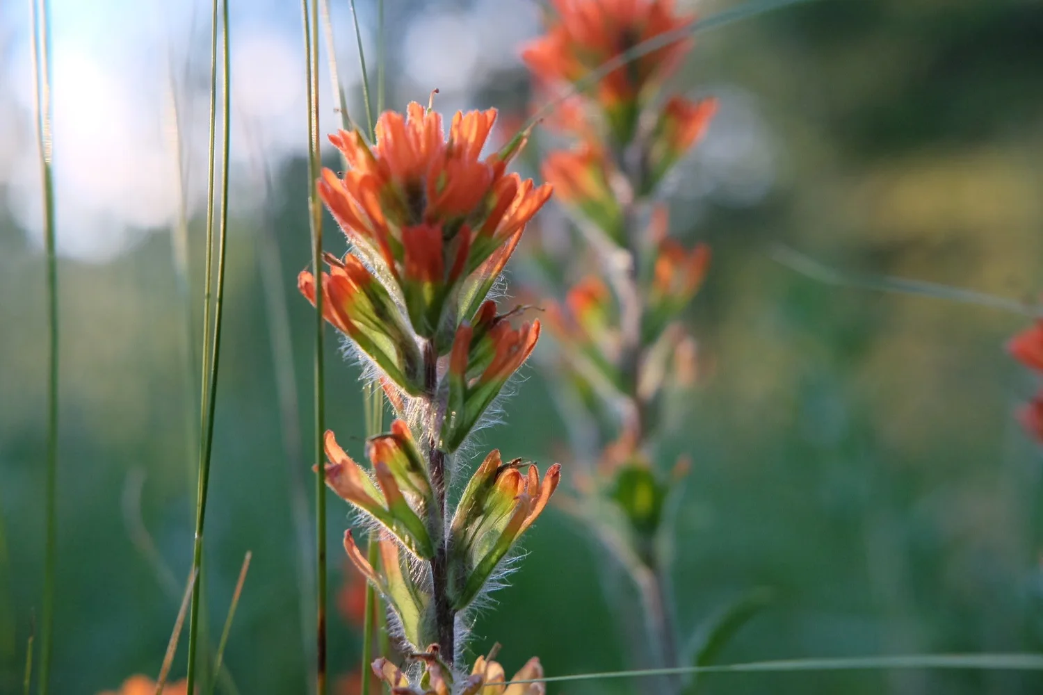 Native Wildflower Meadows - Vancouver, BC — Wild Spaces Land Care