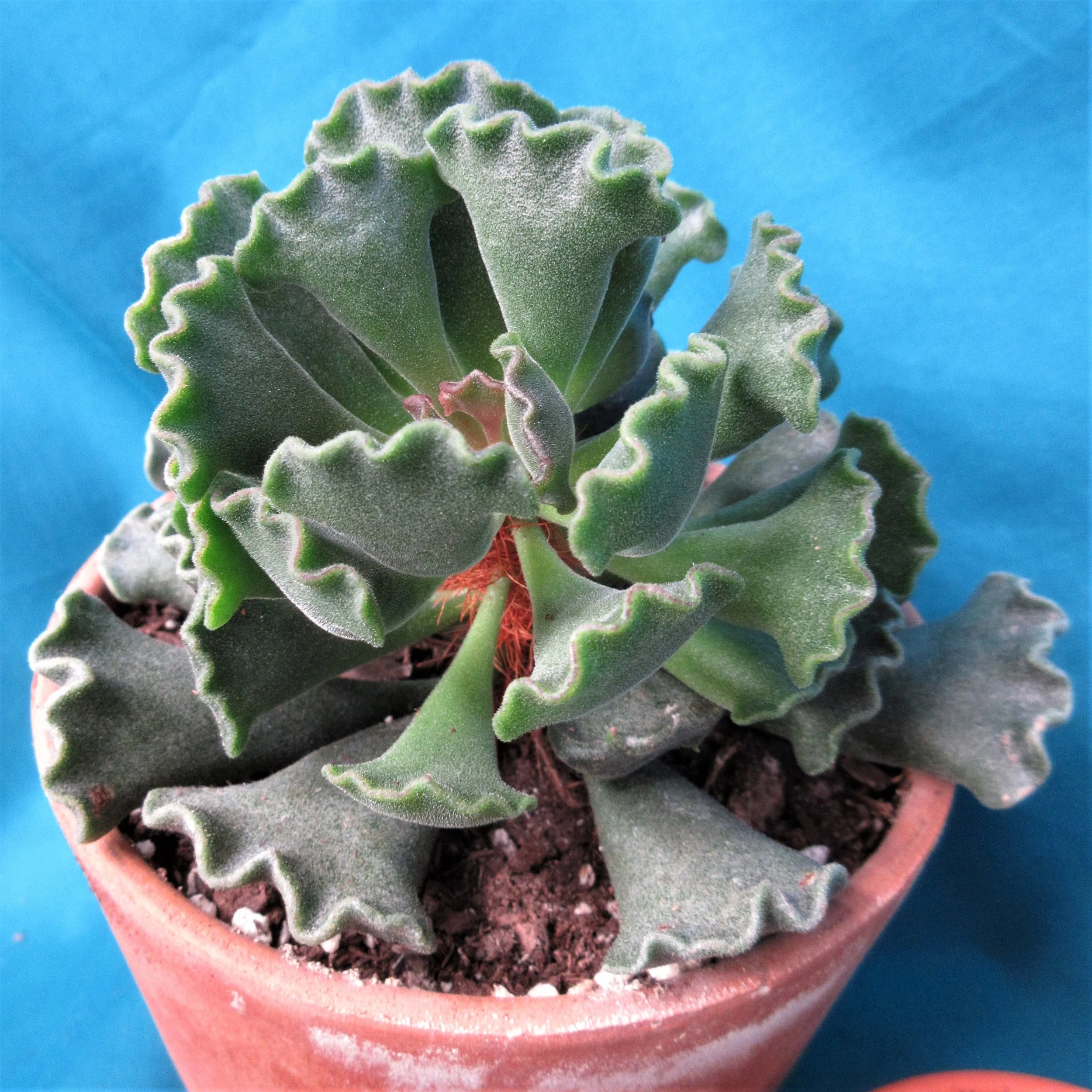 Succulents — The Happy Plant