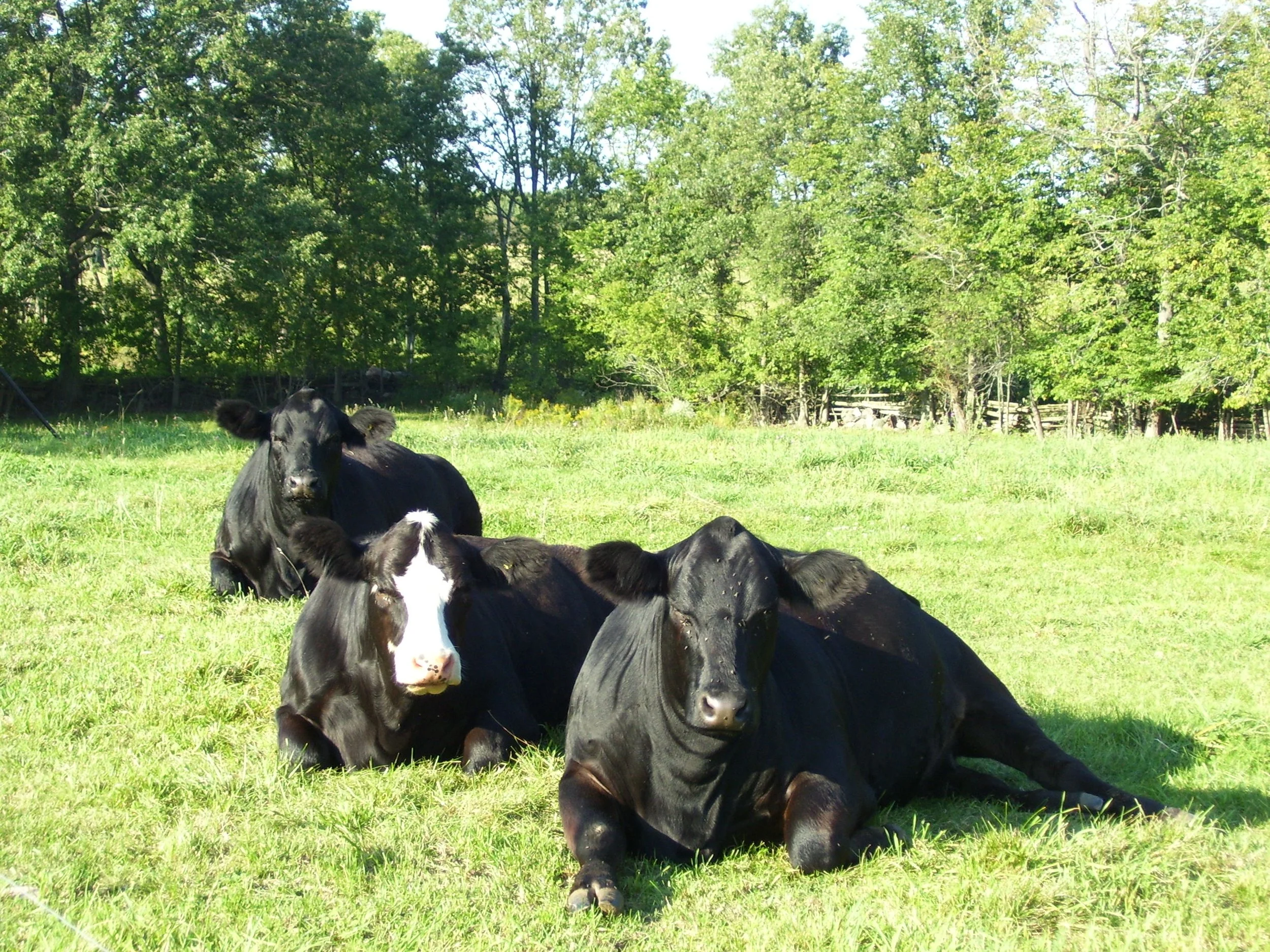 Manitoba Simmental Association
