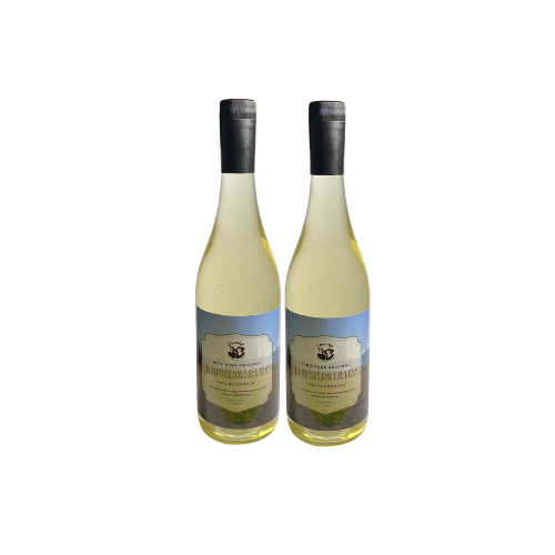 Elderflower Fizz — Shandy's Products