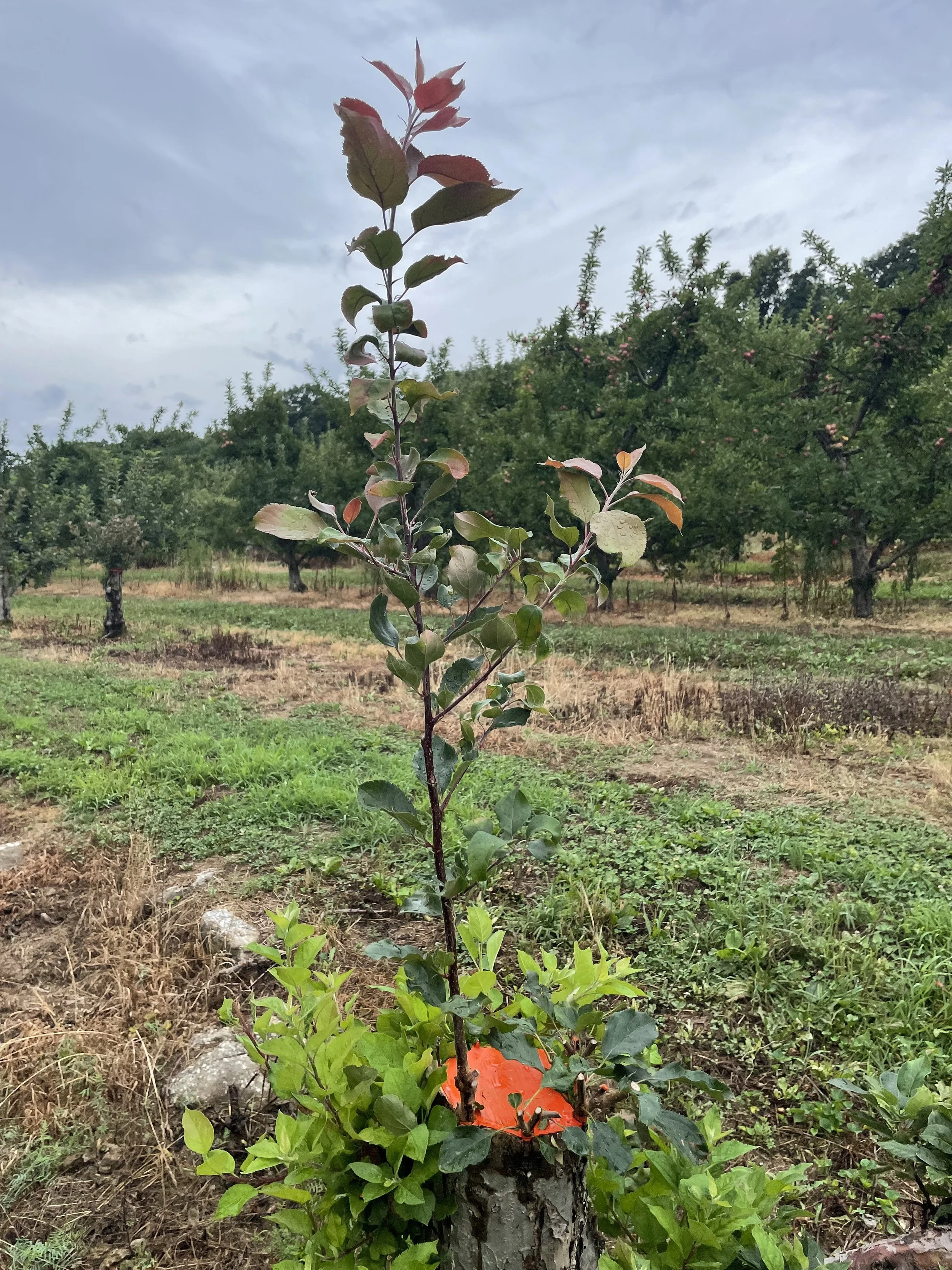 Long View Ciderhouse