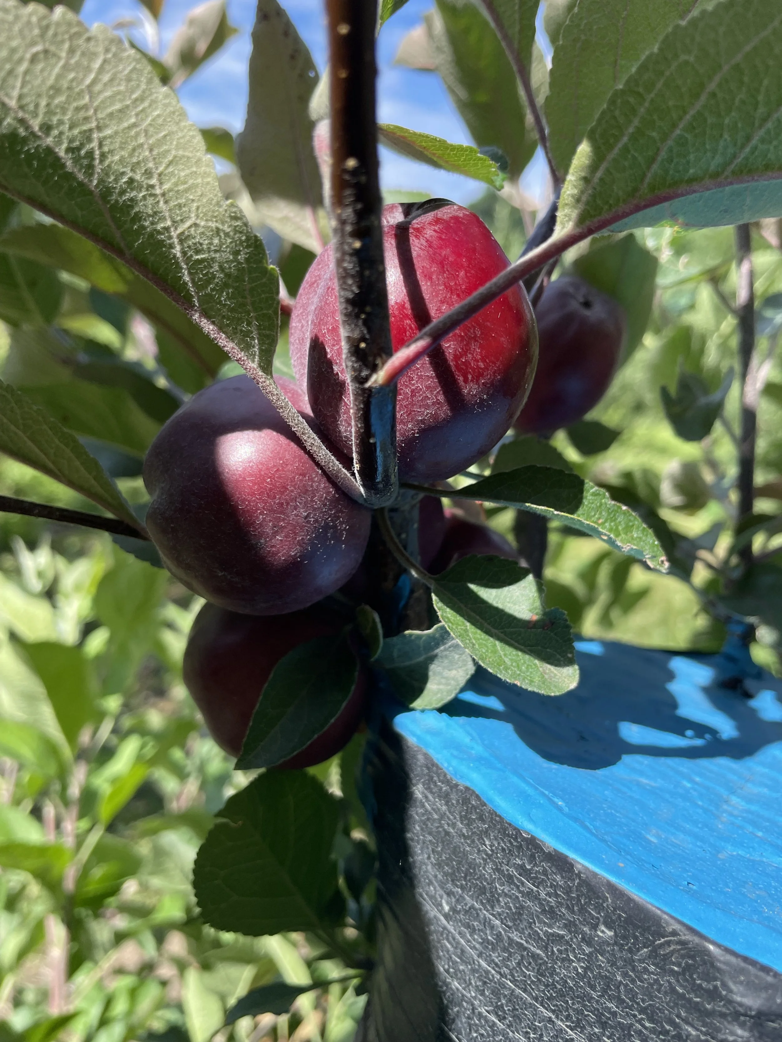 Long View Ciderhouse