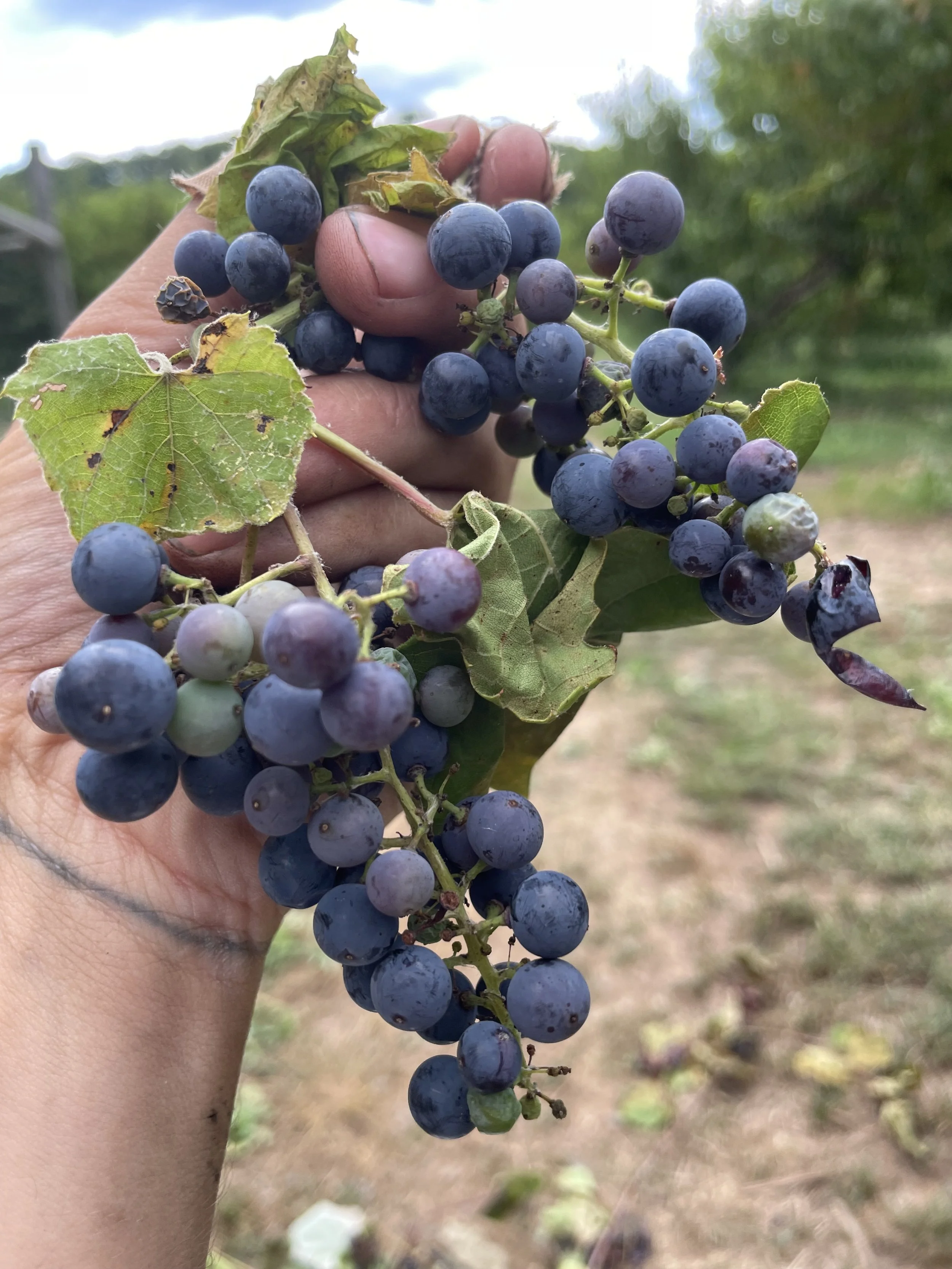 Long View Ciderhouse