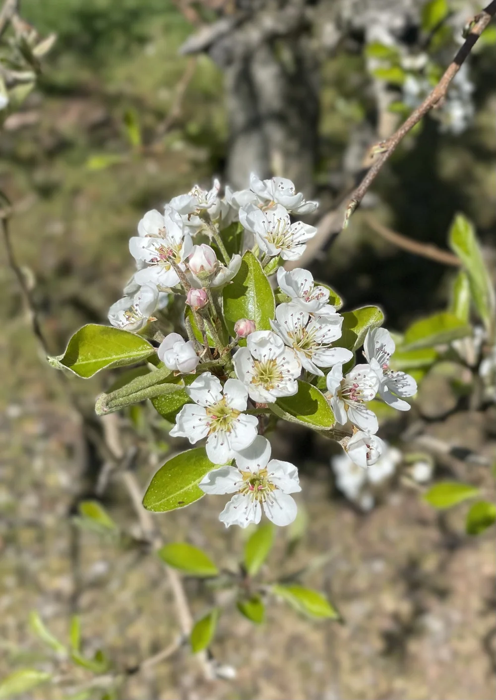 Long View Ciderhouse