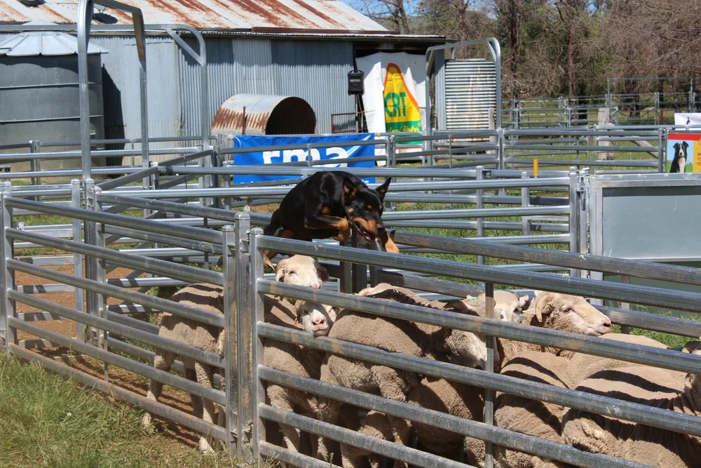 Dog Auction — Colin Say & Company Pty Ltd