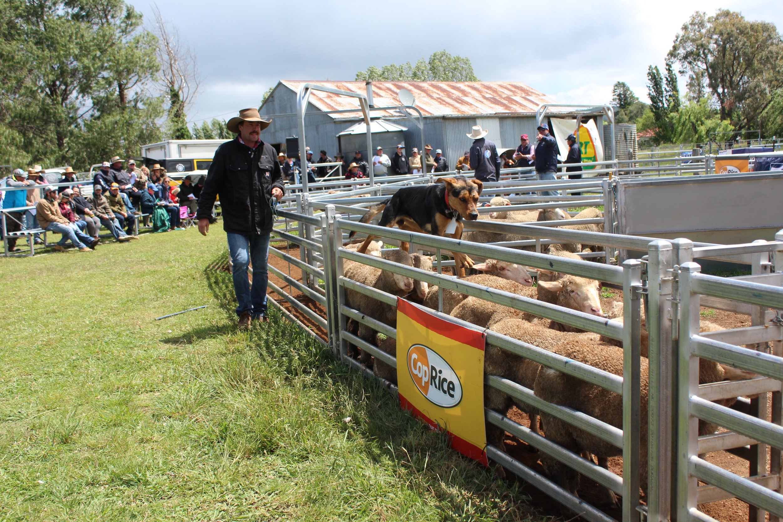 Dog Auction — Colin Say & Company Pty Ltd