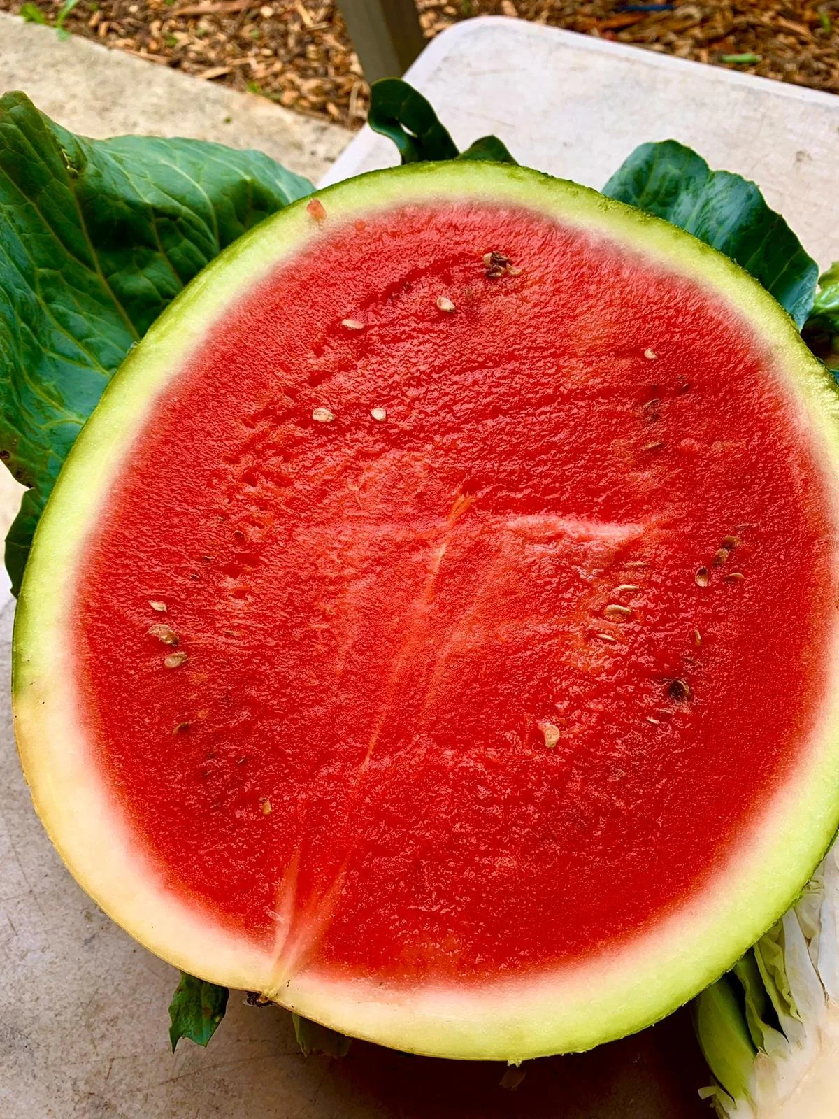 Watermelon (kg) — Benton Rise Farm