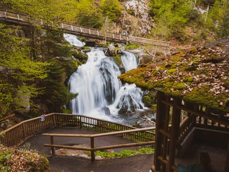 Explore the Black Forest: Your Ultimate Guide to Germany's Mystical ...