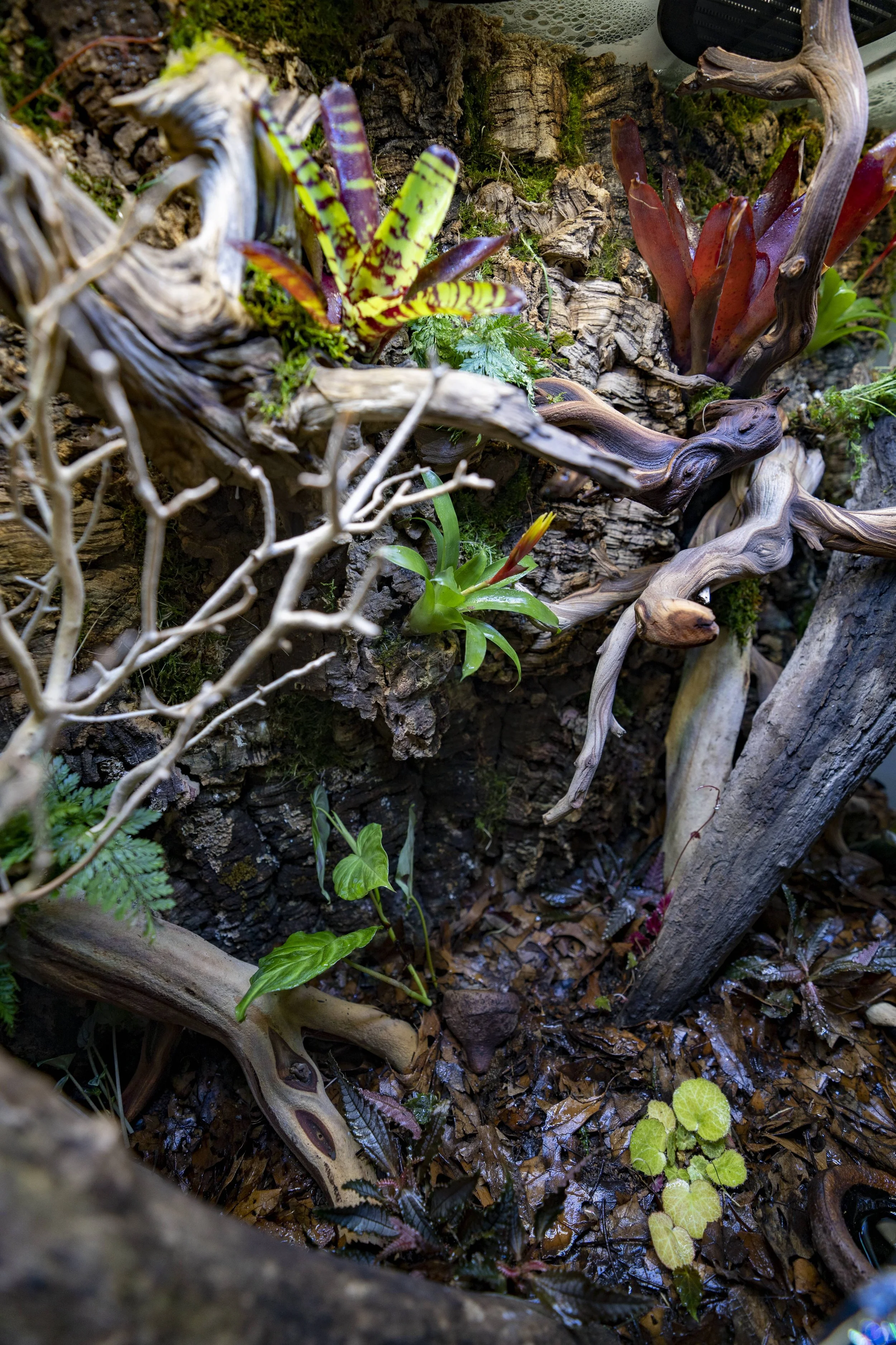 Vivarium Design