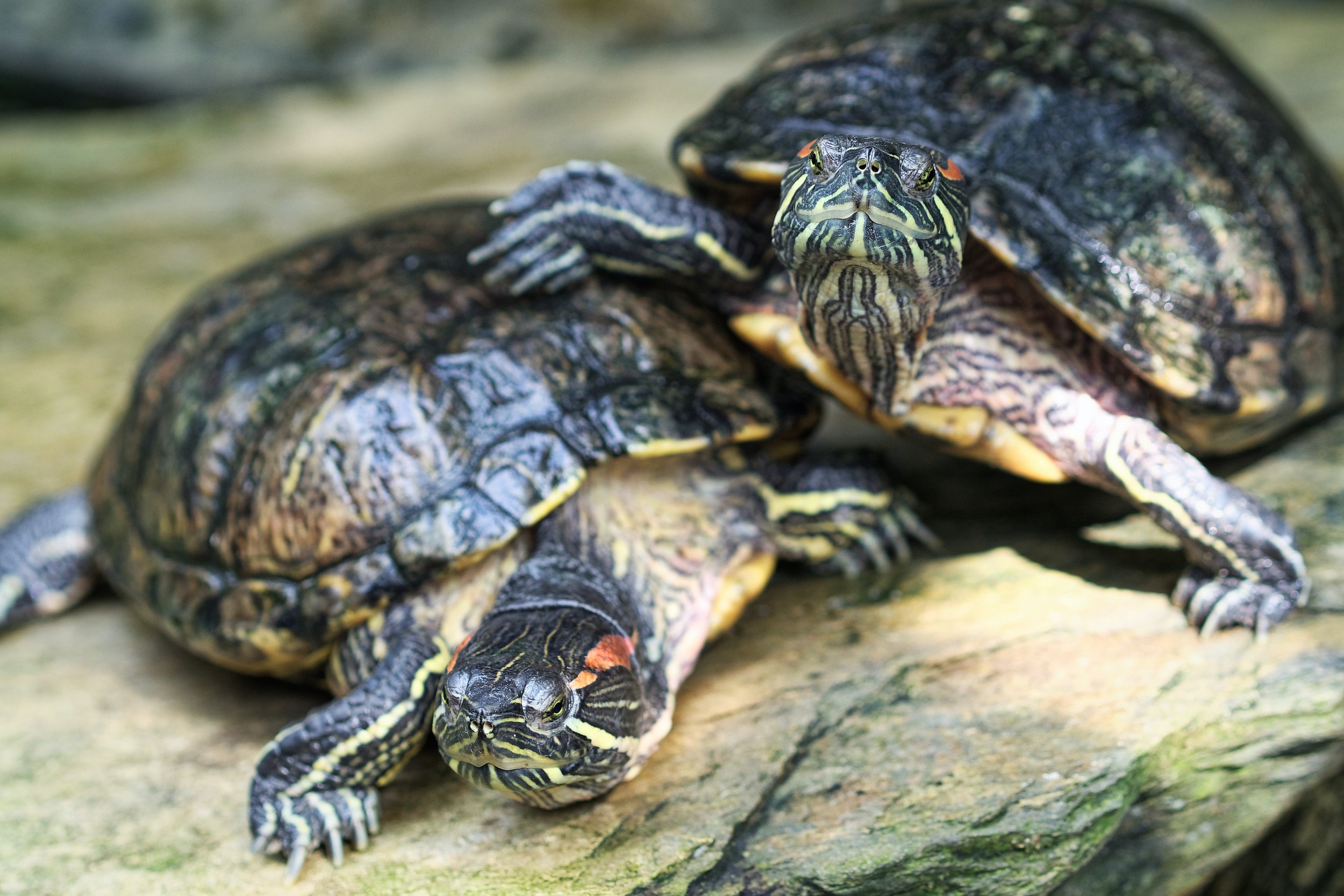 Tortues à oreilles rouges — Le Conseil sur les espèces envahissantes du ...