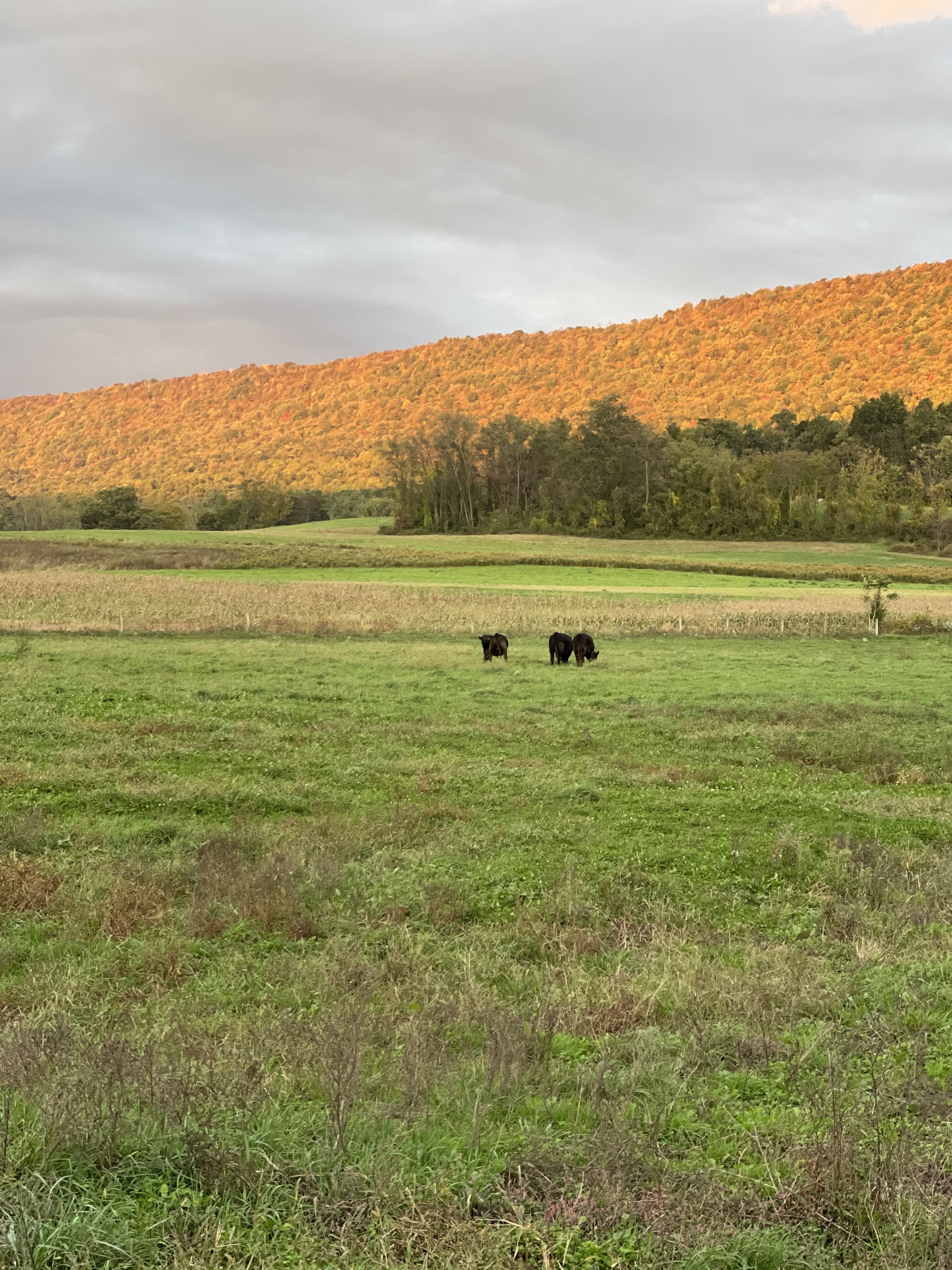 Yoder-Way Farm | High Quality Meats | Hydroponic Produce | Local Pantry ...