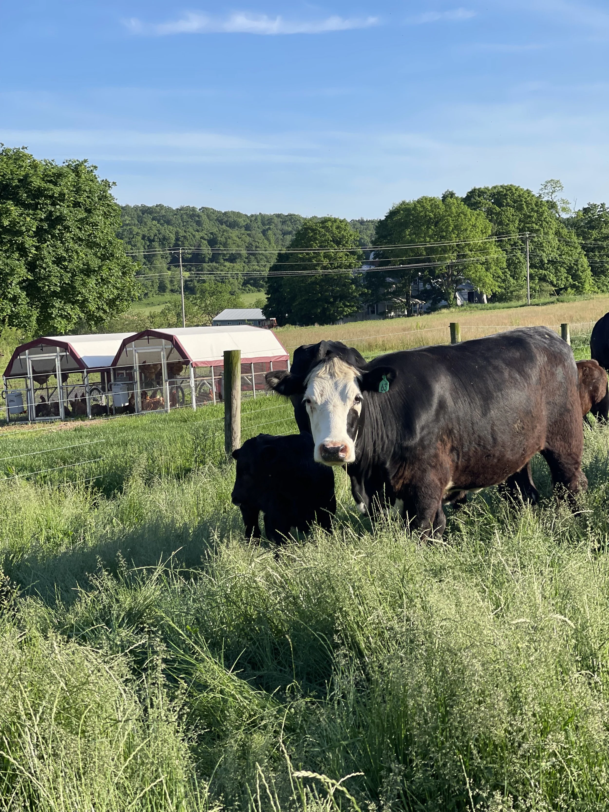 Yoder-Way Farm | High Quality Meats | Hydroponic Produce | Local Pantry ...