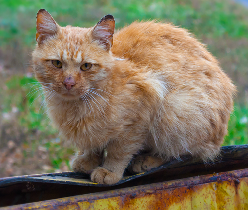 Spay/Neuter — Speak for Animals
