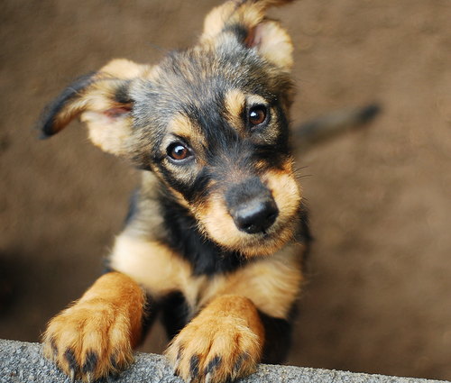 Spay/Neuter — Speak for Animals