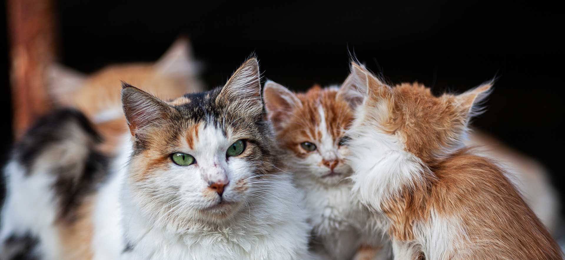 Resources — Speak for Animals