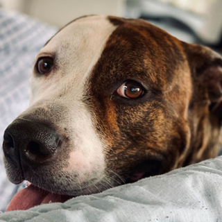 Resources — Speak for Animals