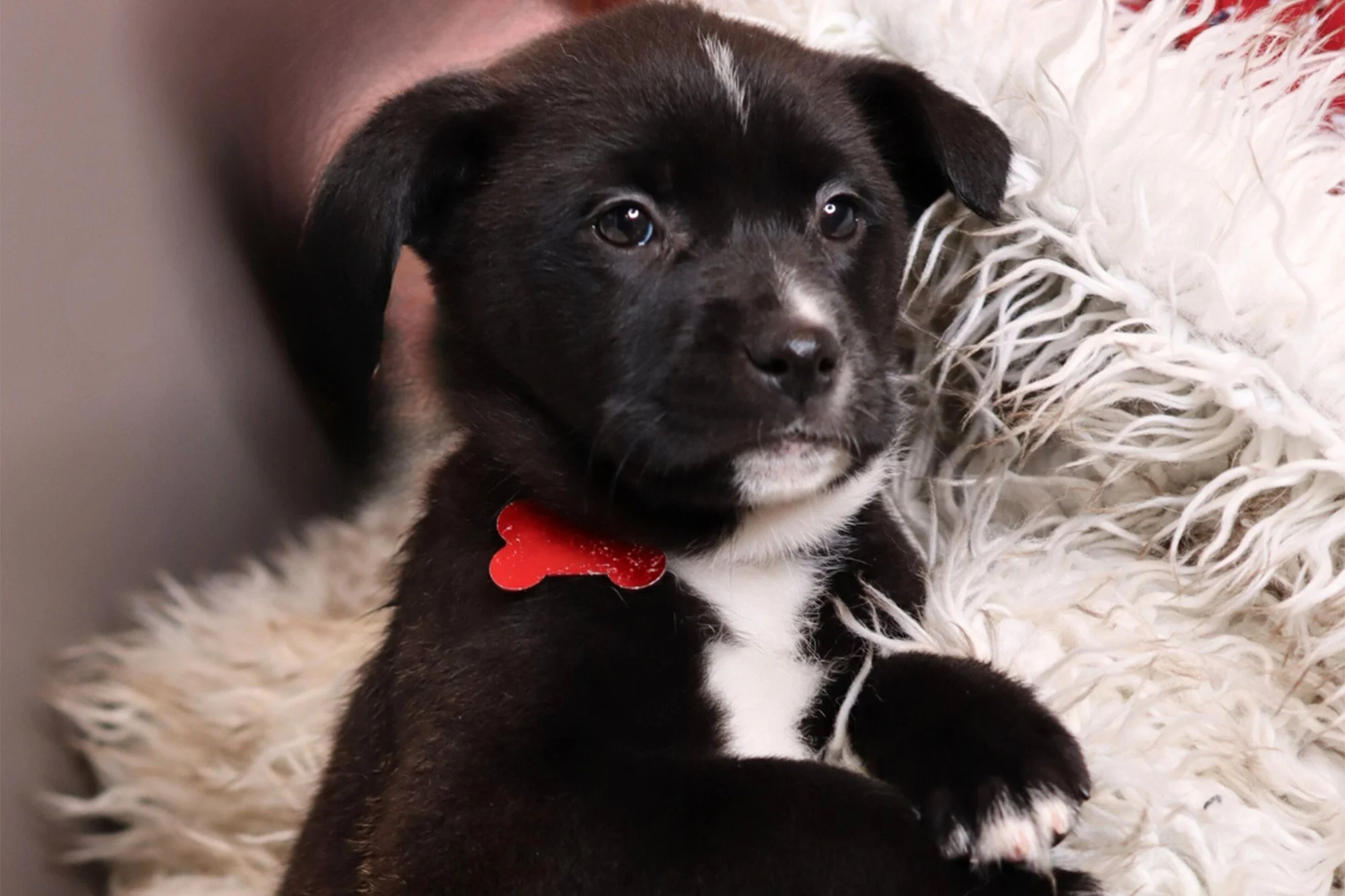 Dog Rescue Blog - Animal Stories & Pet Adoption in Spokane — Path of ...