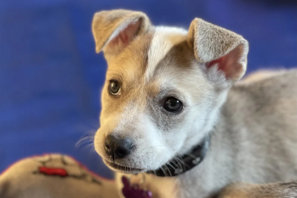 Dog Rescue Blog - Animal Stories & Pet Adoption in Spokane — Path of ...