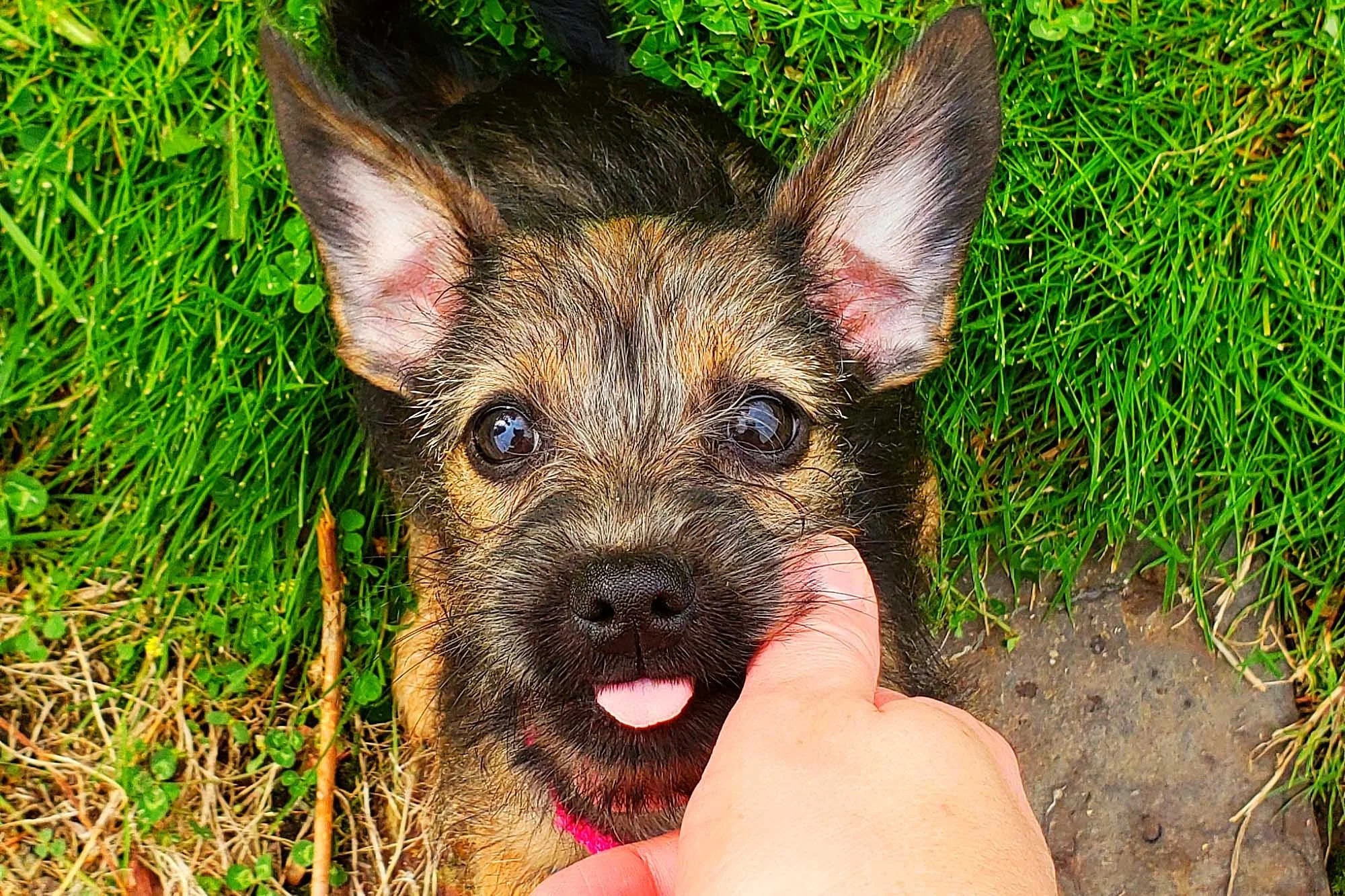 Dog Rescue Blog - Animal Stories & Pet Adoption in Spokane — Path of ...
