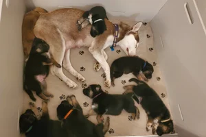 Why Foster A Dog? Foster Care For Dogs 101 – Path Of Hope Rescue