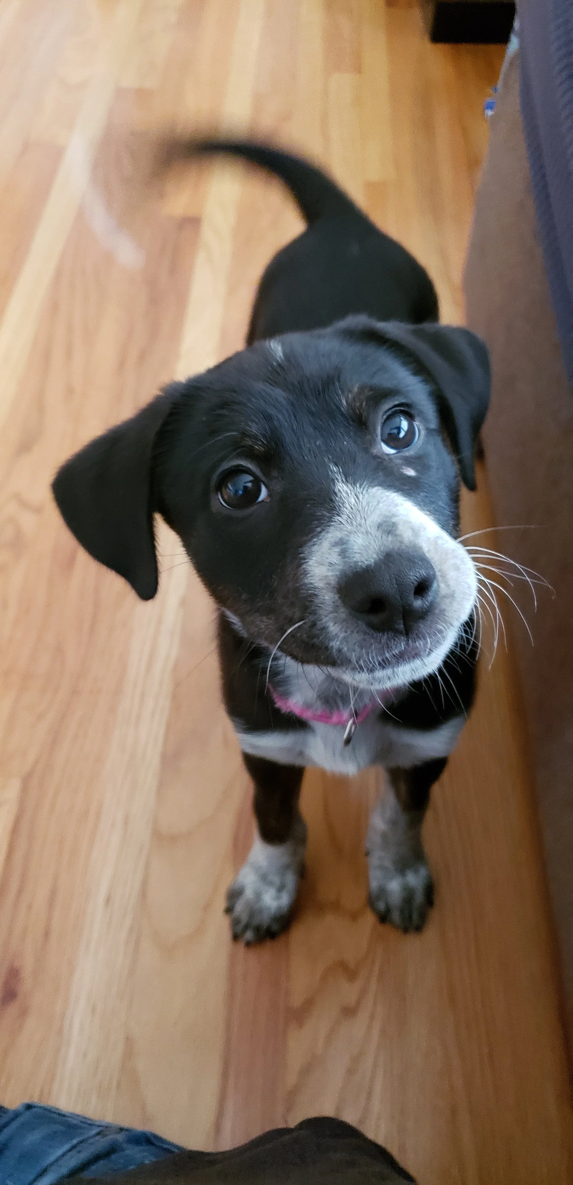 Adopt — Path of Hope Rescue