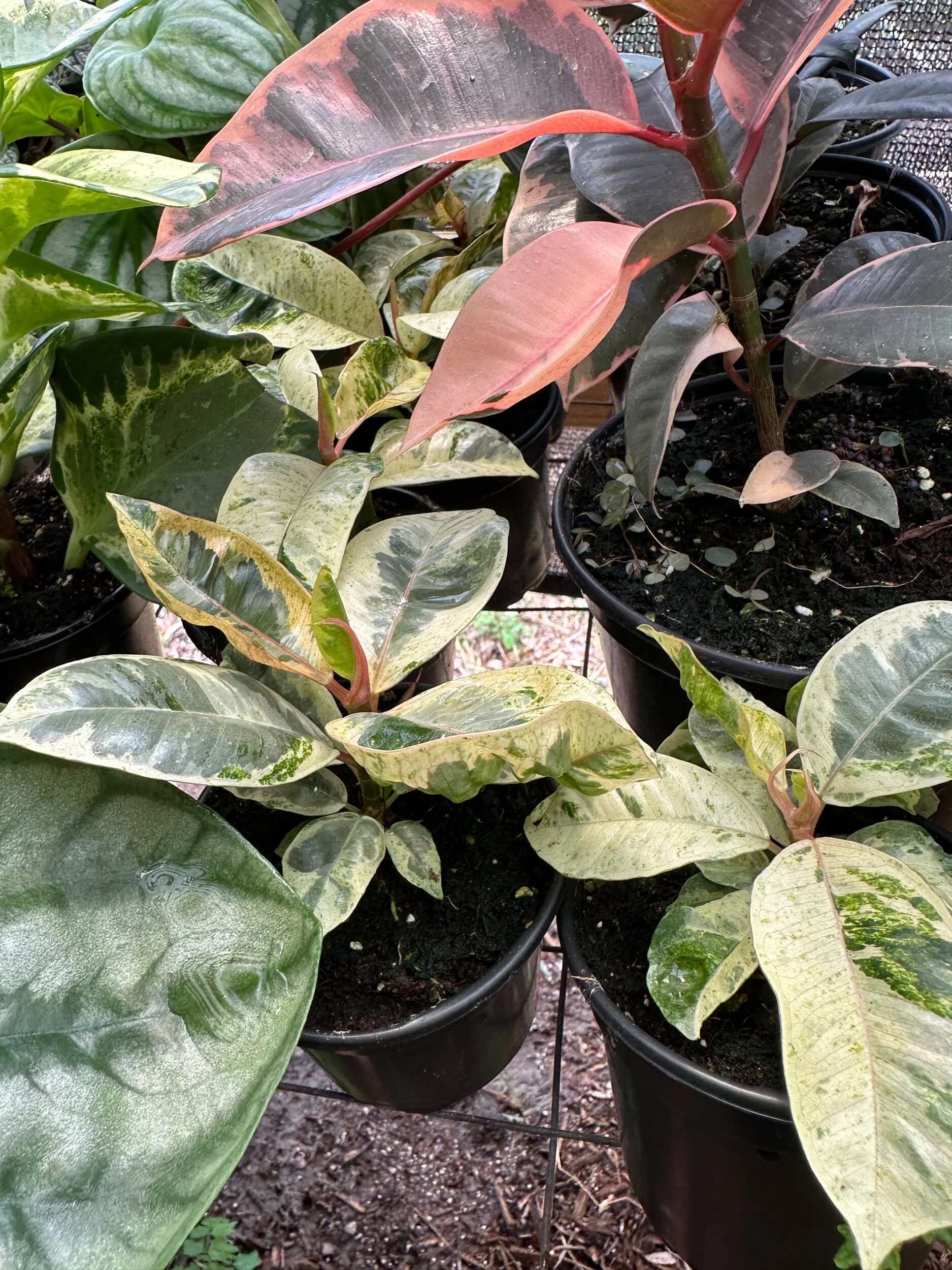 Philodendron Mamei Silver Cloud — Evergreen Plant Experience