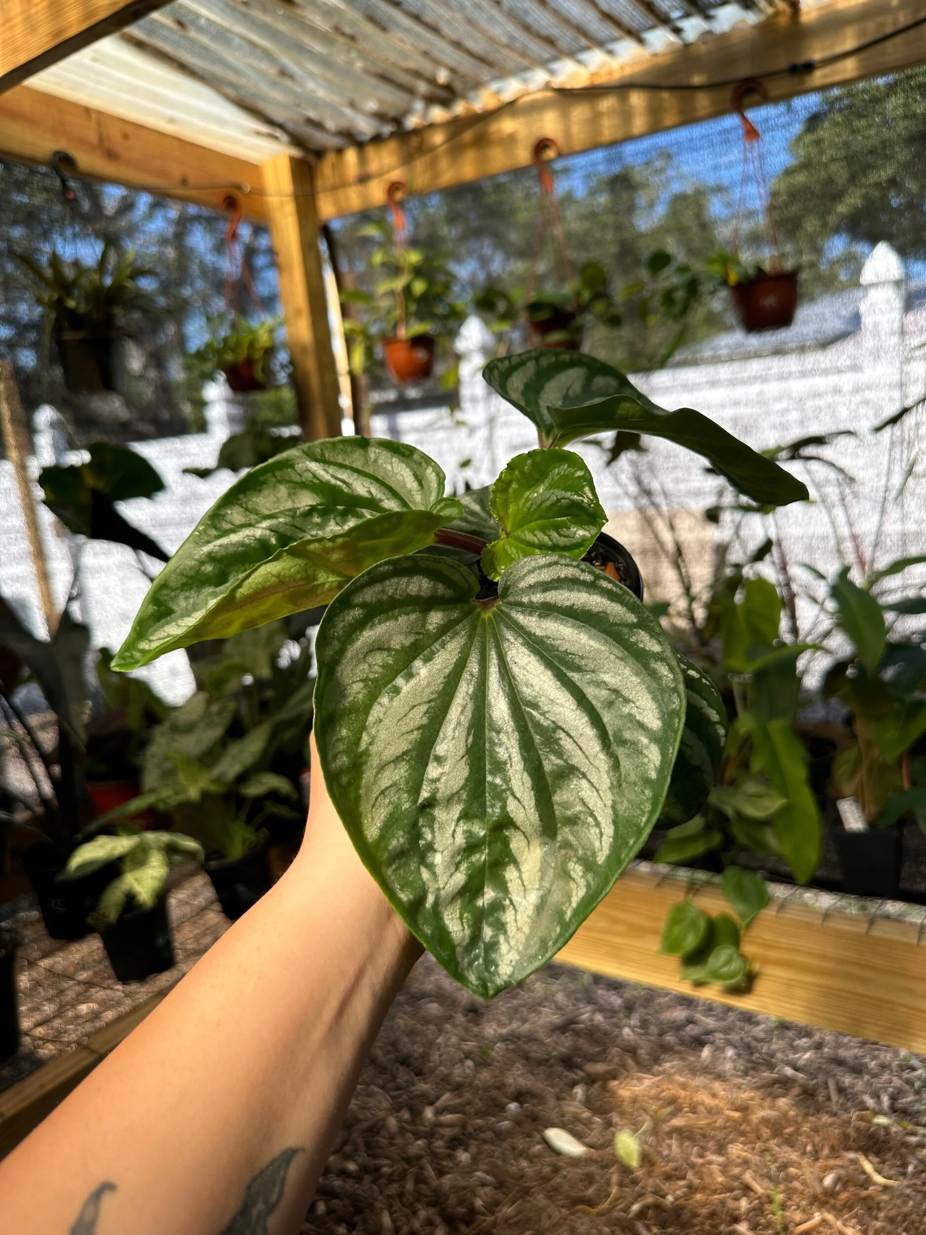 Staghorn Elephantotis Fern — Evergreen Plant Experience