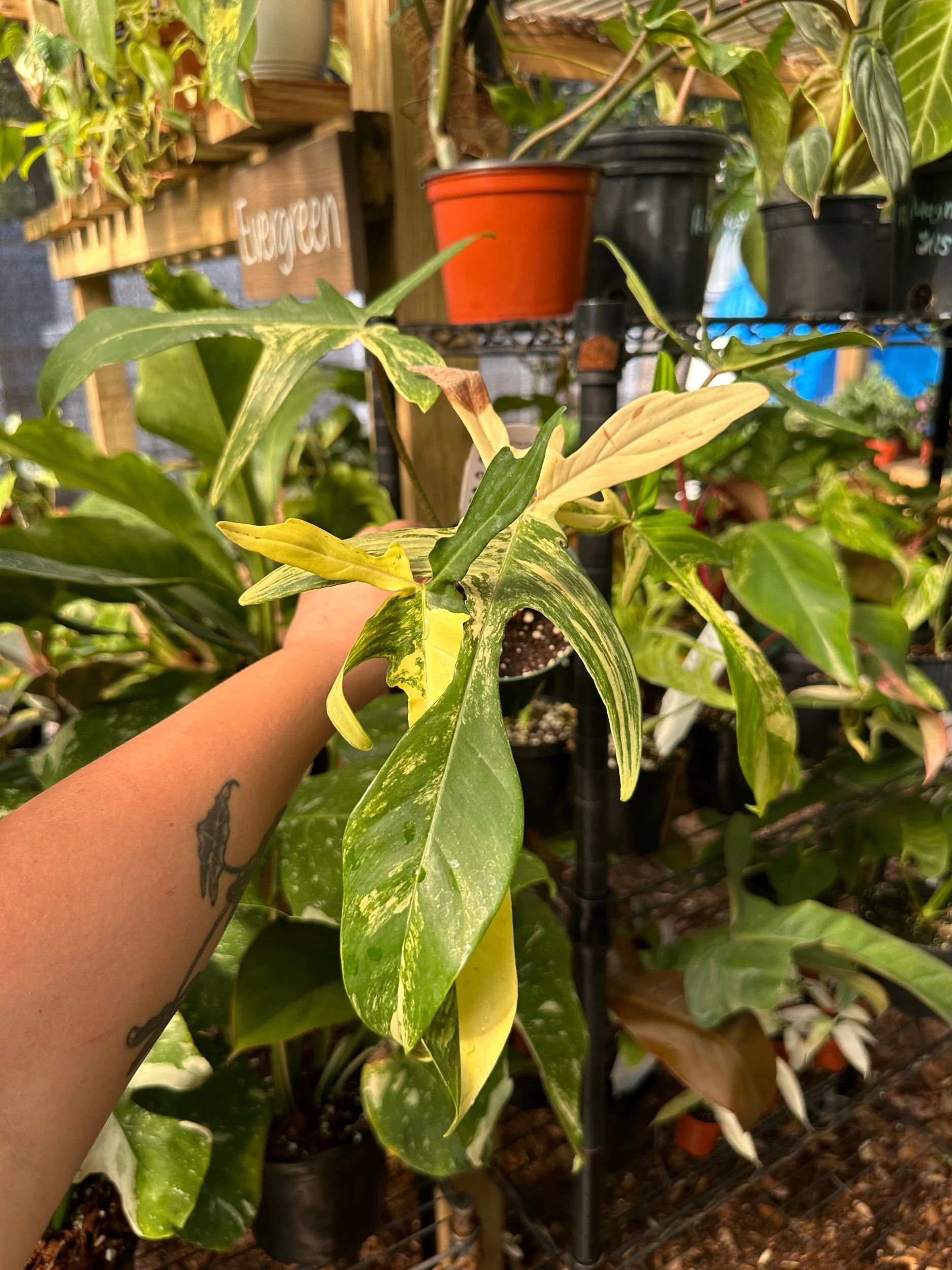 Silver Rex Begonia — Evergreen Plant Experience