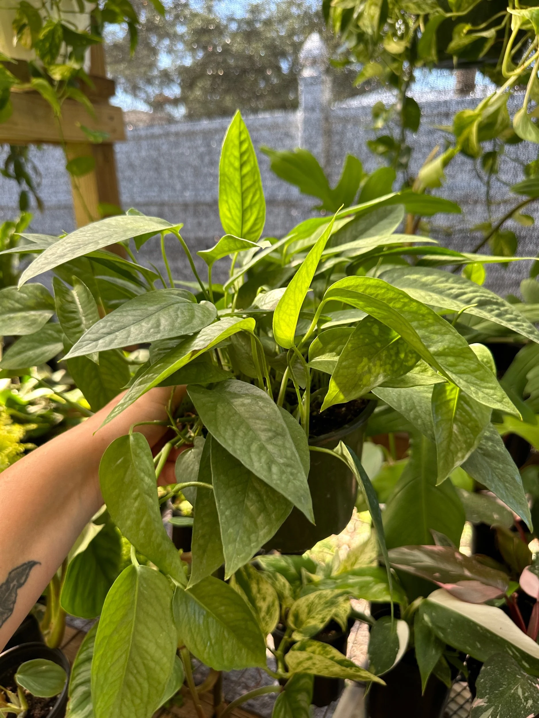 Epipremnum Cebu Blue — Evergreen Plant Experience