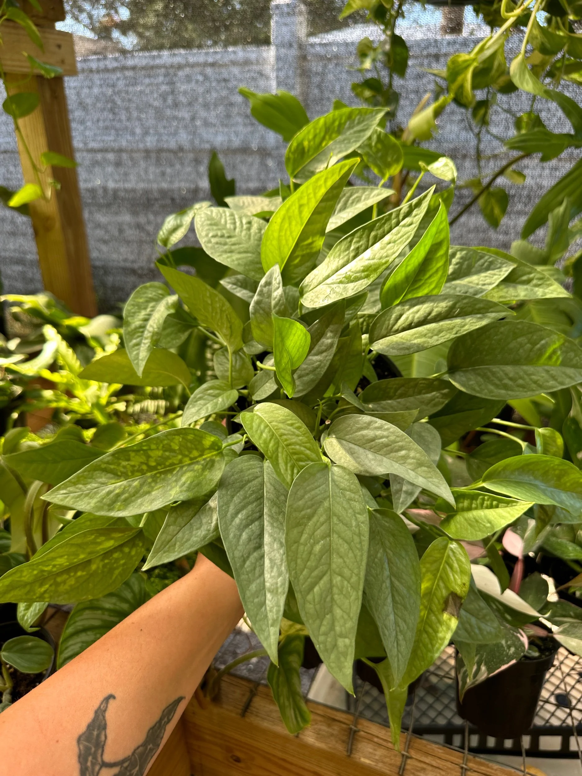 Epipremnum Cebu Blue — Evergreen Plant Experience