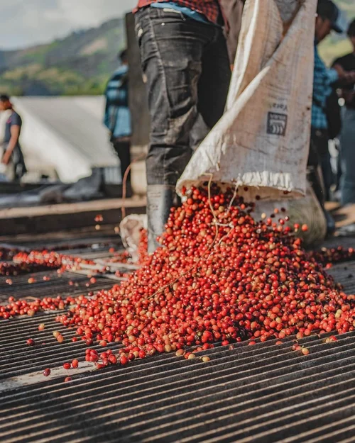 Kali Coffee Roasters | Disfruta y Conecta con Nuestro Café — Oum
