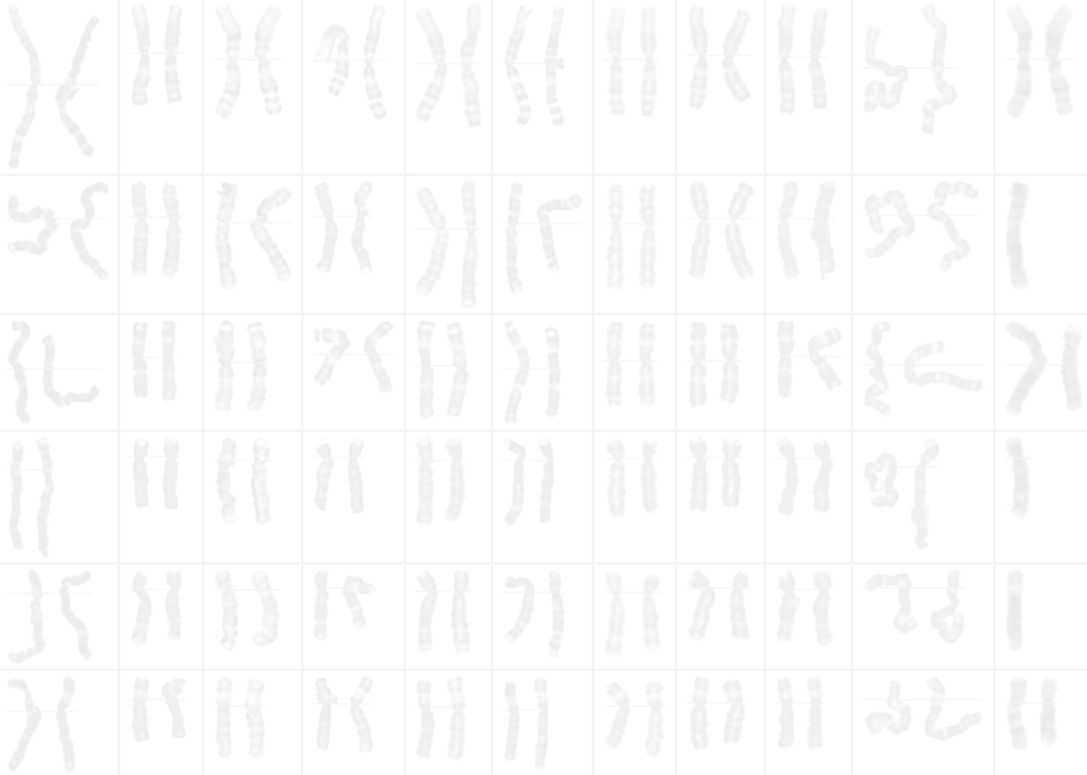 SmartType | Discover Karyotyping Ease
