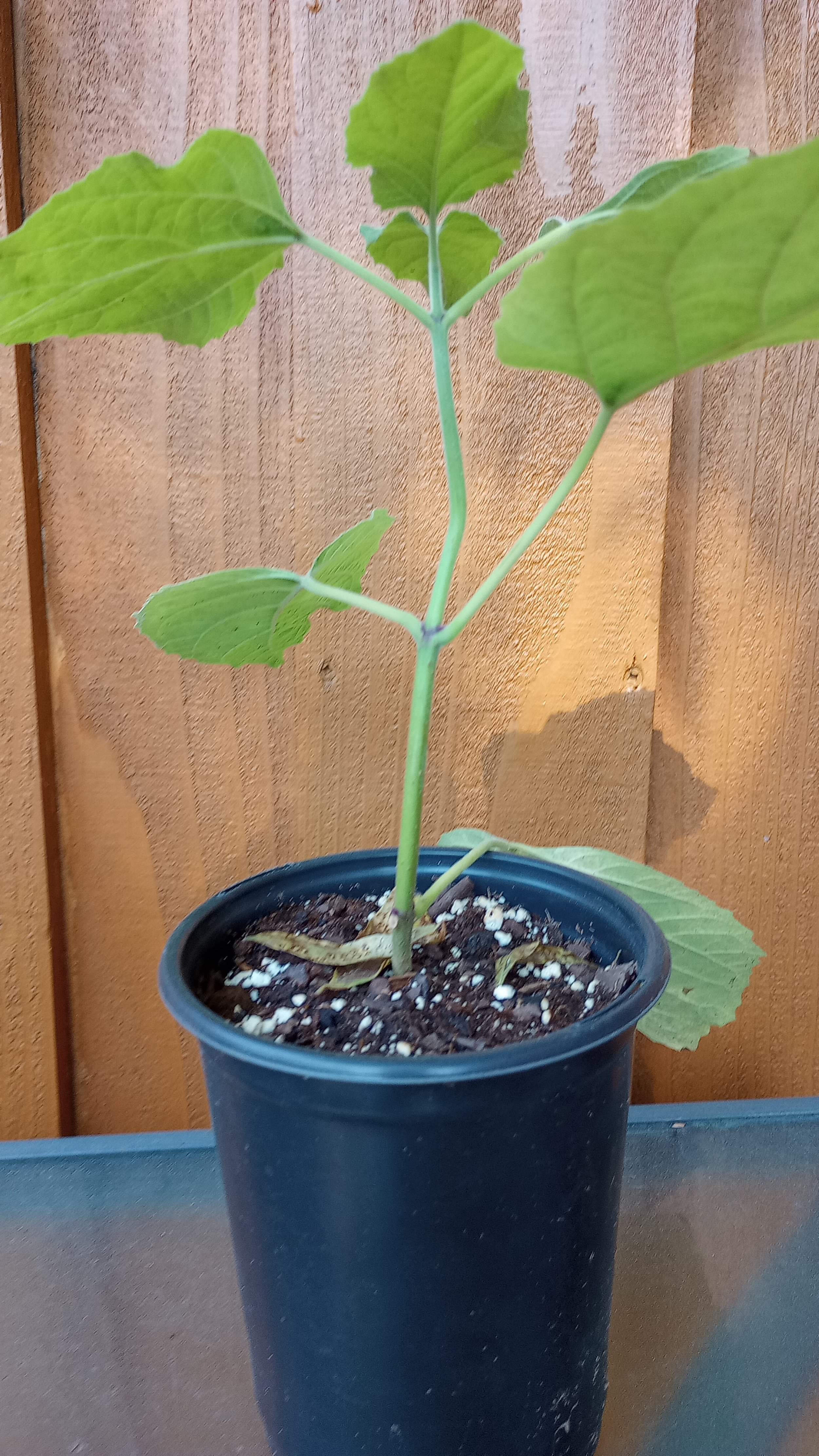 Cashmere Bouquet / Scent Malli (White) — Welcome to Sai Gardens of Plano