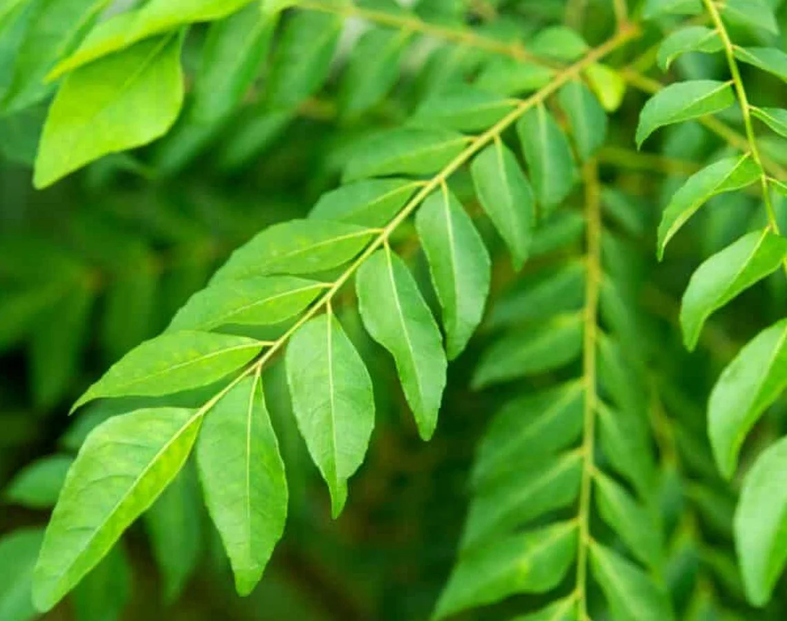 Curry Leaves Tree