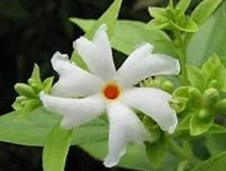 Plant Care — Welcome to Sai Gardens of Plano