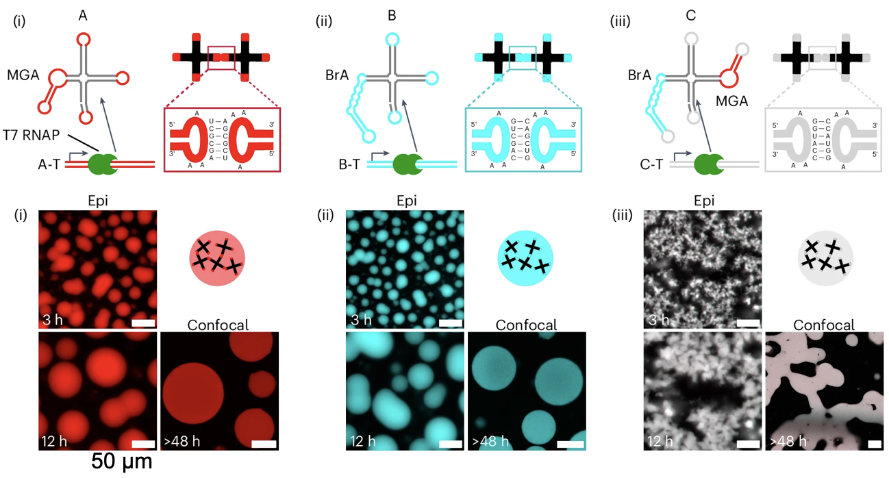 Publications — Stewart Lab