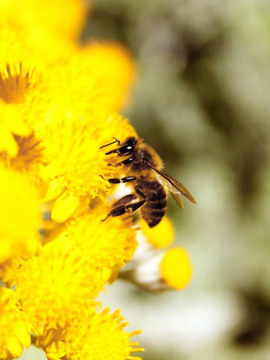 10 Top Reasons to Adore Spring: Discover the Joy and Beauty — Lilly & Co.