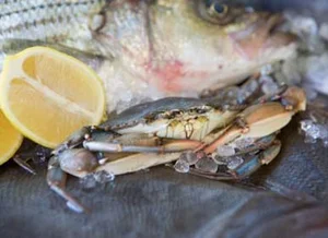 Captain Mac's Fishhouse