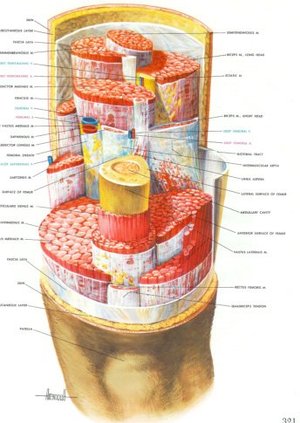 Understanding Fascia: The Role of Connective Tissue in Sports Medicine ...