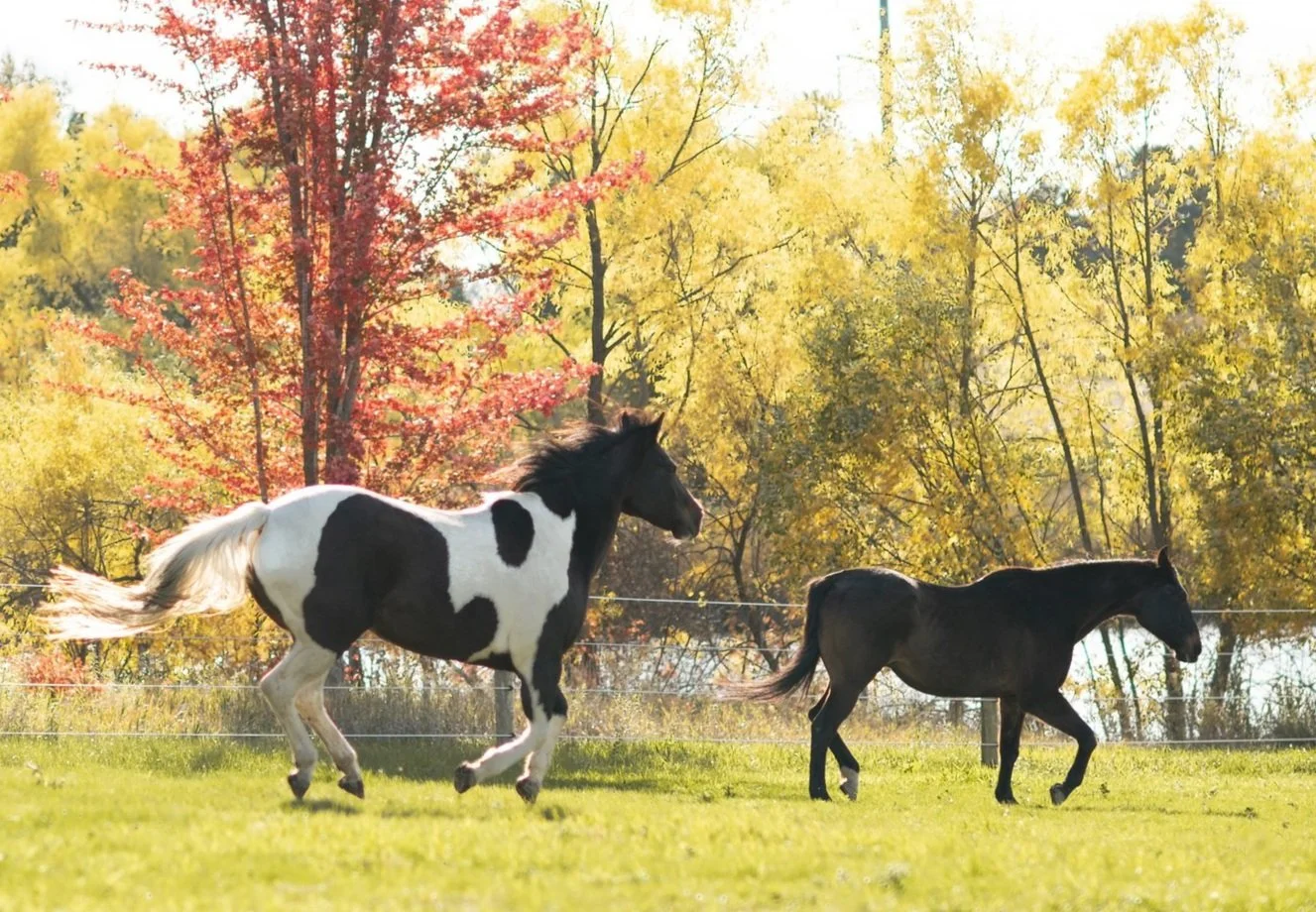 General 2 — Gateway Meadows Equine-Assisted Services
