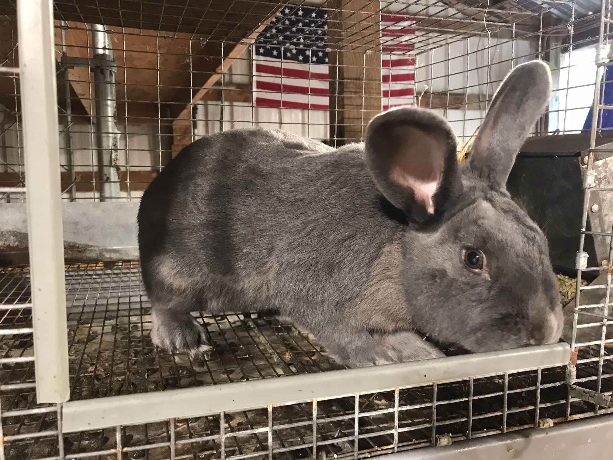 New Zealand Rabbits — Weaverville Farms Australian Shepherds