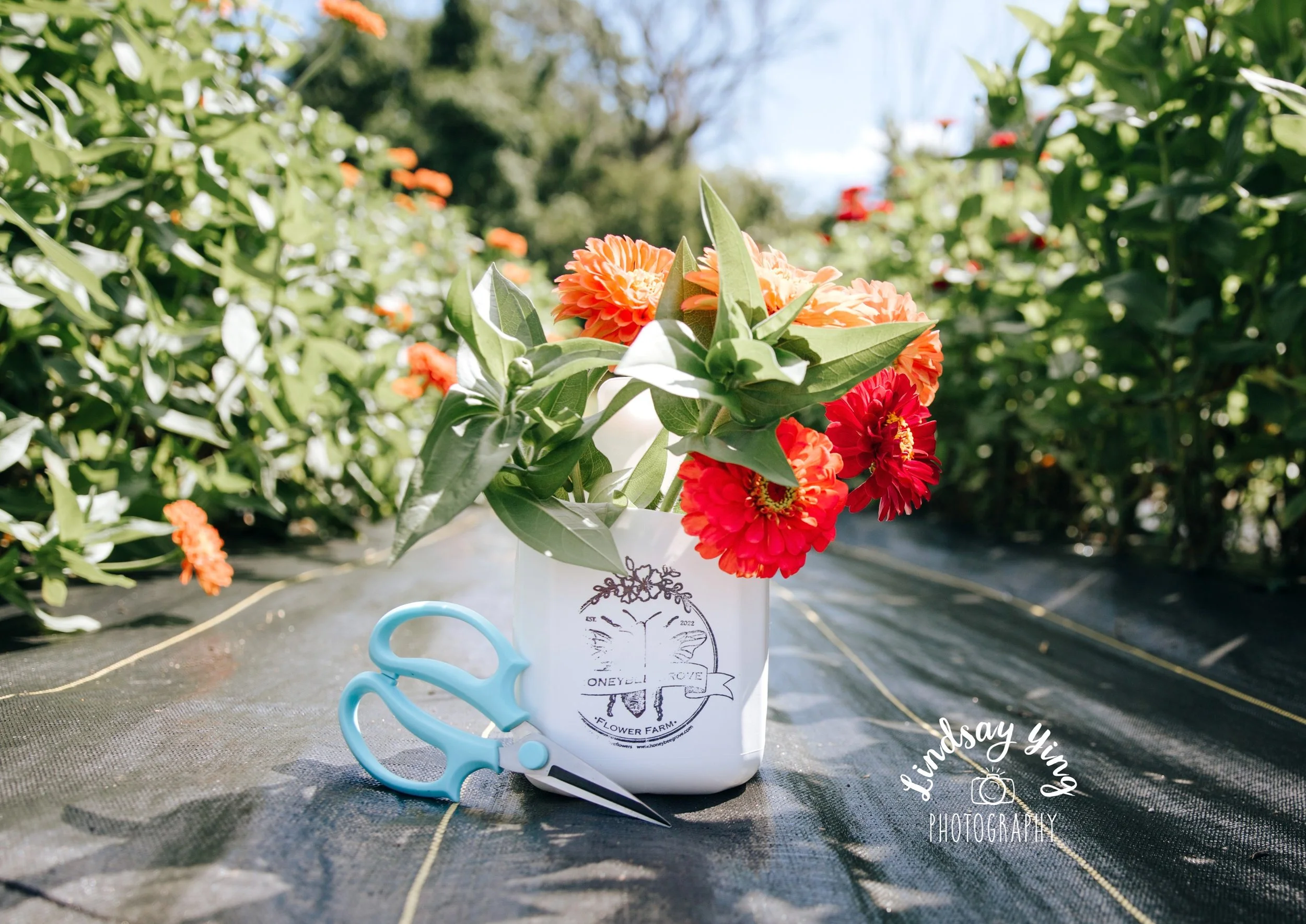 U-Pick Flowers in Somers, NY — Honeybee Grove Flower Farm