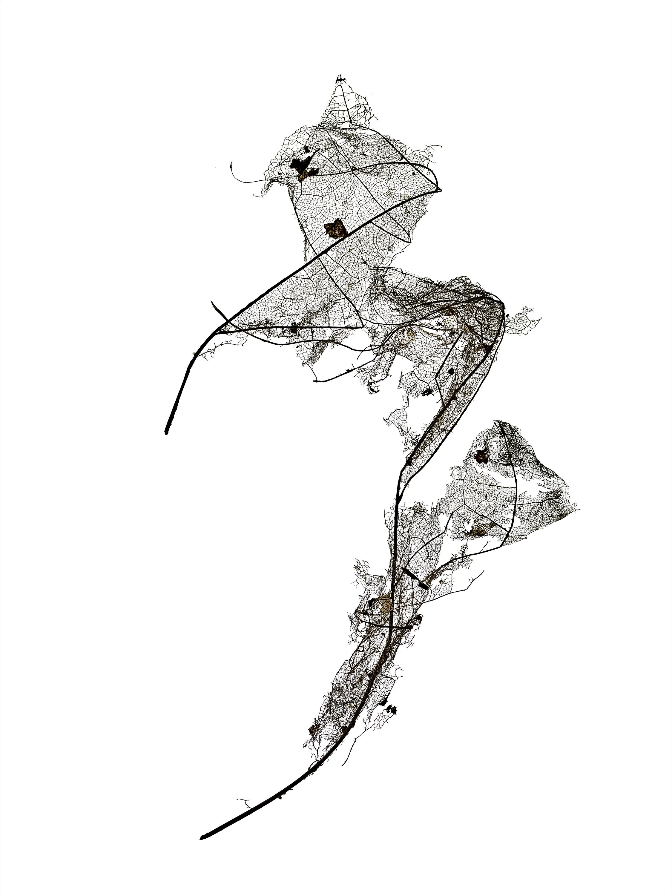 LEAF MAPS — SALES GALLERY | GILES REVELL GALLERY